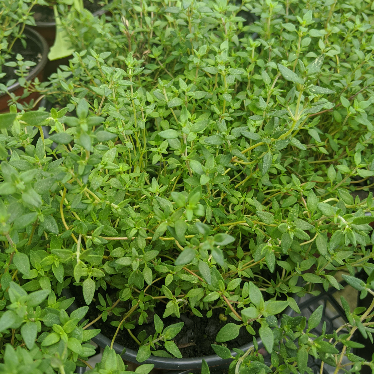French Thyme – Grace and Gratitude Farm