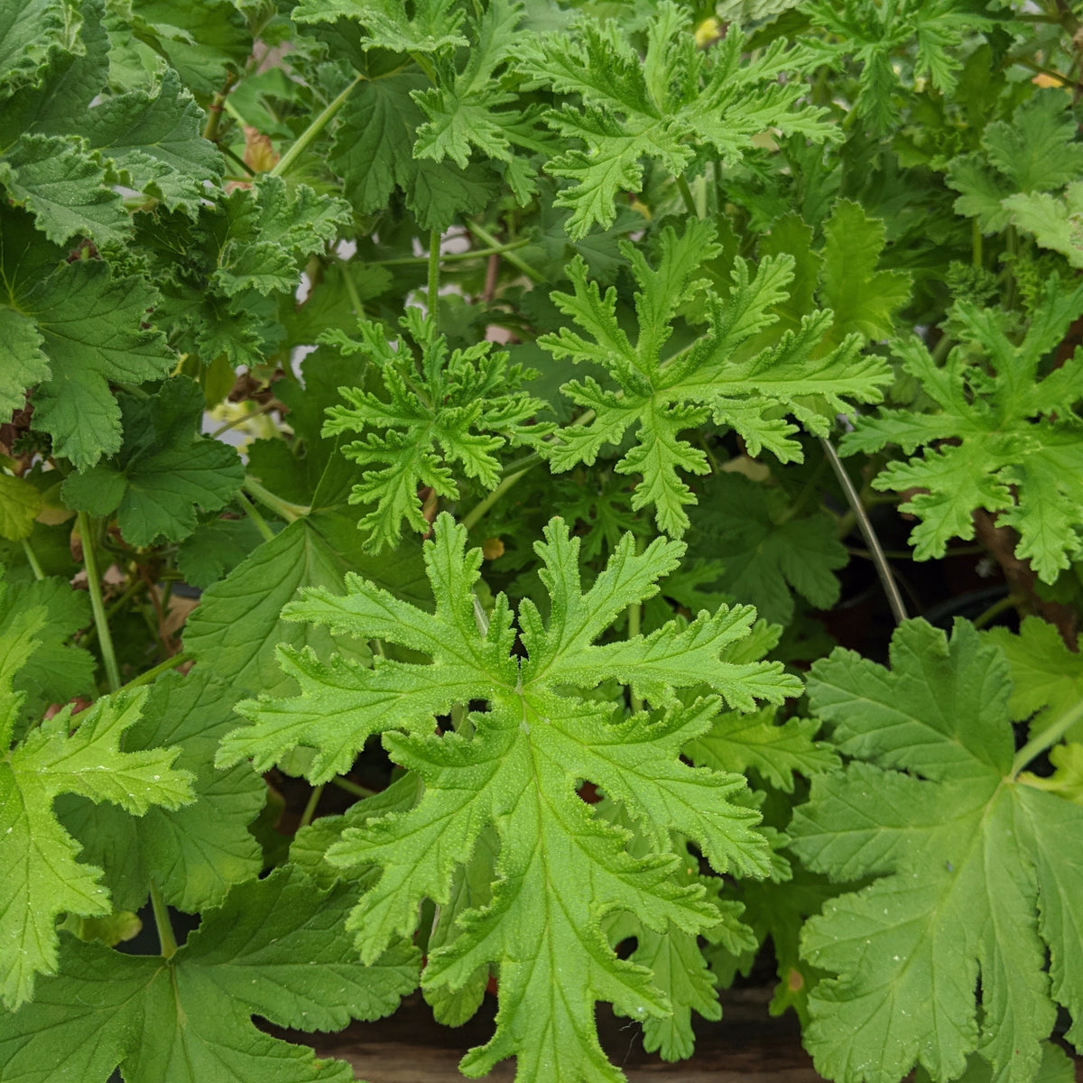Citronella Scented Geranium – Grace and Gratitude Farm
